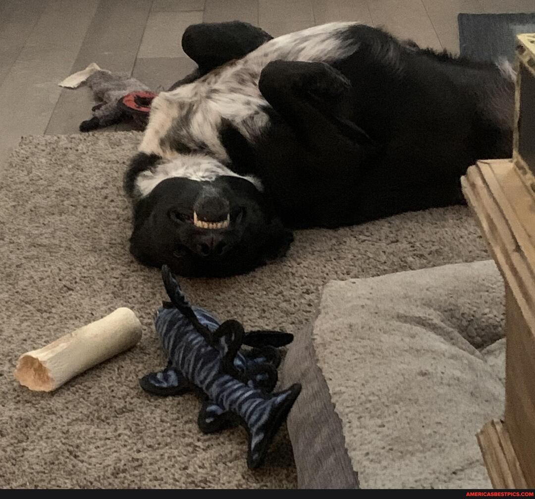 Doofy memes. Best Collection of funny Doofy pictures on America’s best ...