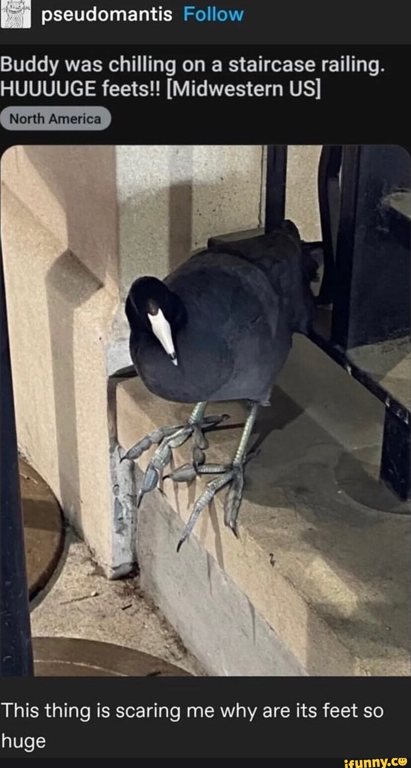 Railing memes. Best Collection of funny Railing pictures on iFunny