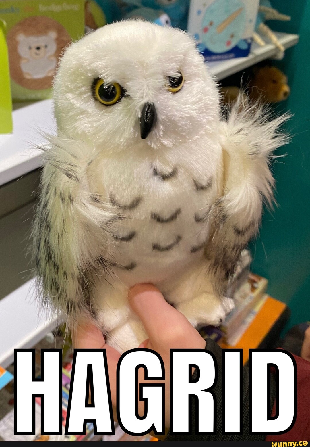 Hedwig memes. Best Collection of funny Hedwig pictures on iFunny