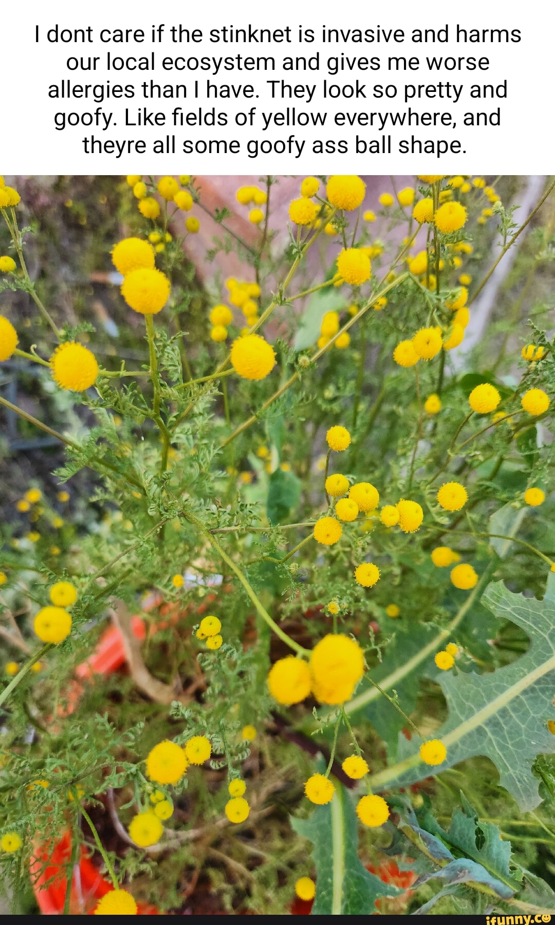 Invasive memes. Best Collection of funny Invasive pictures on iFunny