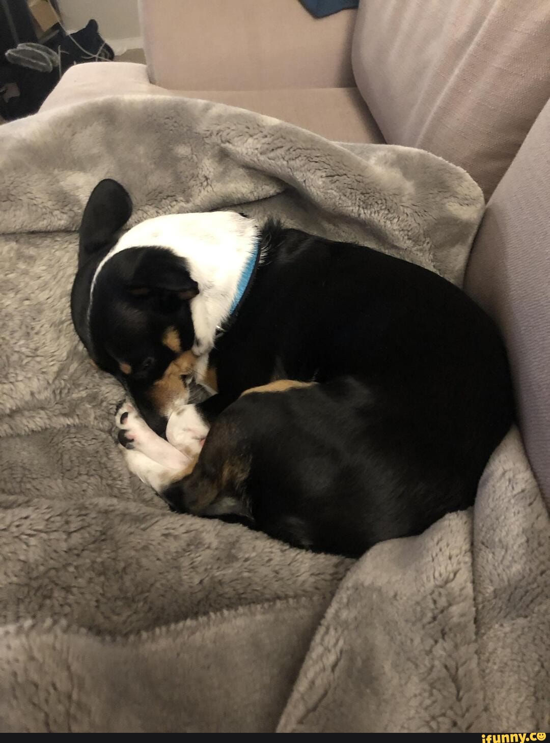 Therapy_dog memes. Best Collection of funny Therapy_dog pictures on iFunny