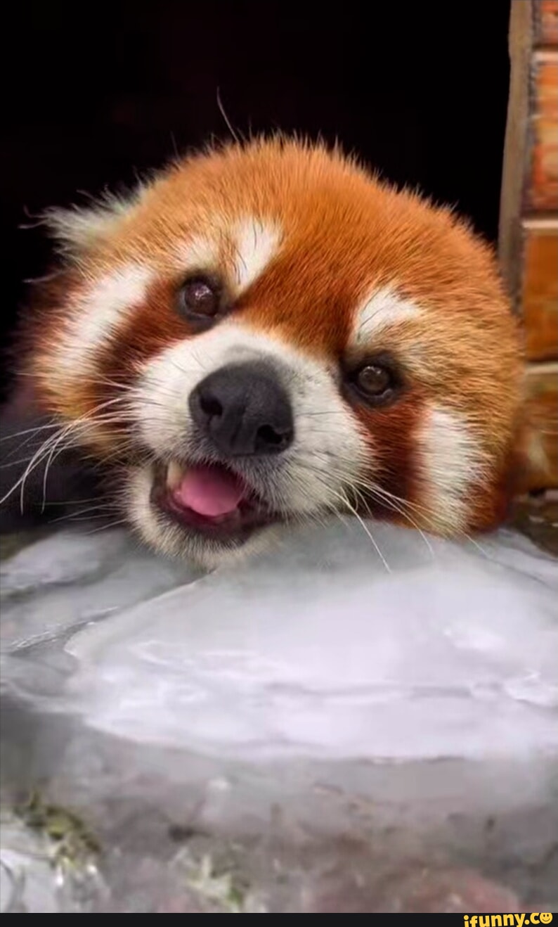 Funny Red Panda Memes