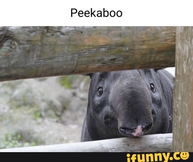 Tapir Memes