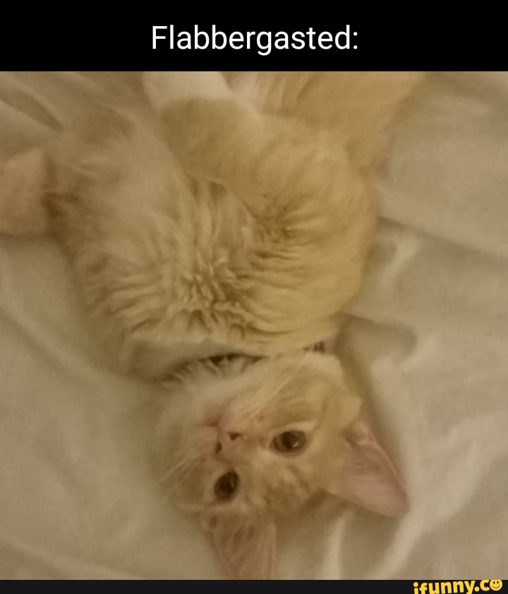 Flabbergasted: - iFunny