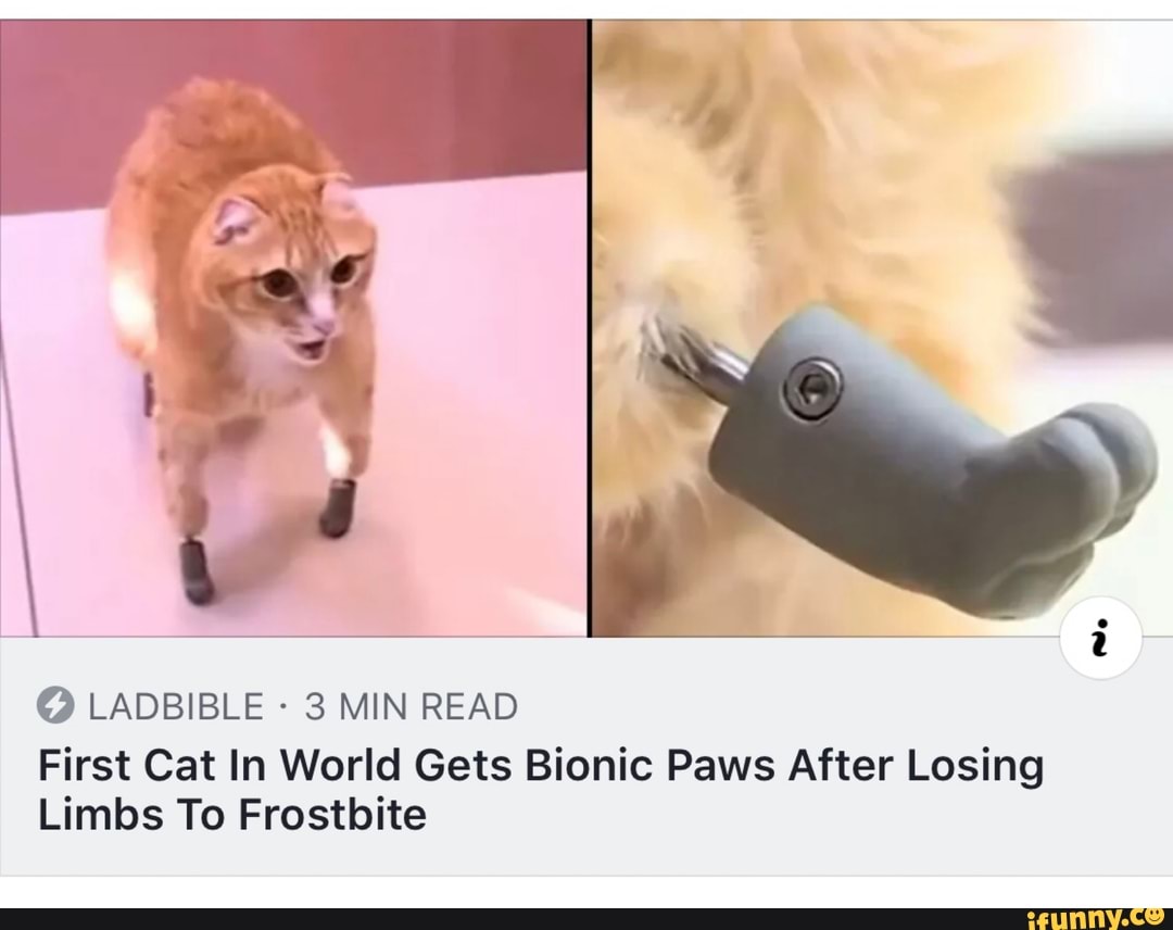 O LADBIBLE ' 3 MIN READ First Cat ln World Gets Bionic Paws After ...