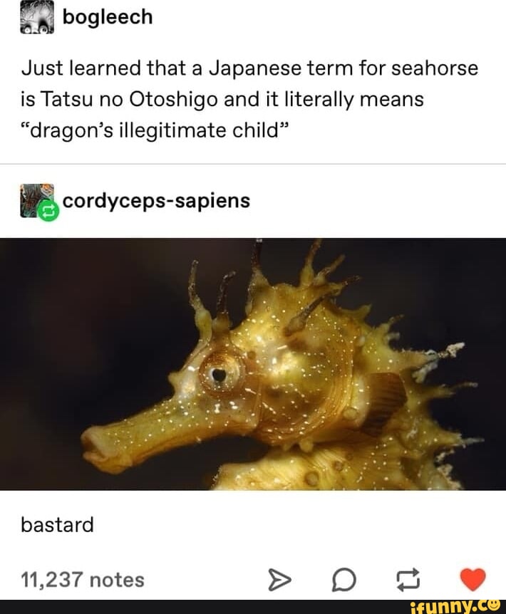 Tatsu memes. Best Collection of funny Tatsu pictures on iFunny