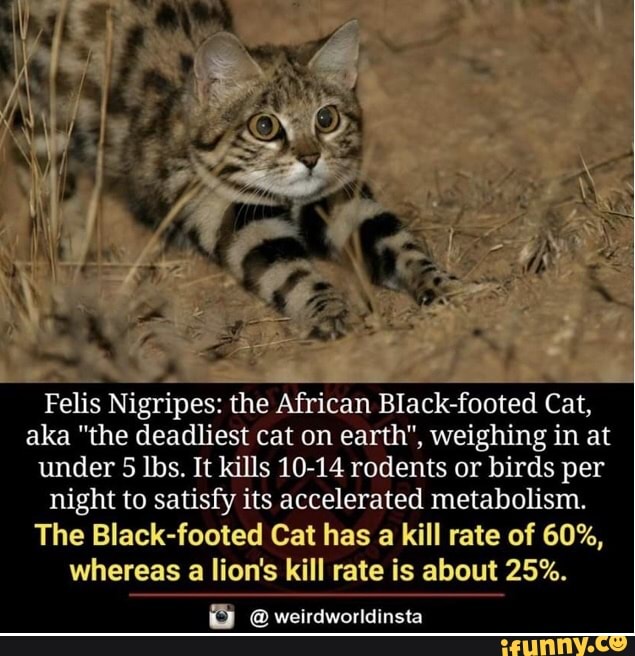 Felis Nigripes: the African Black-footed Cat, aka "the deadliest cat on ...