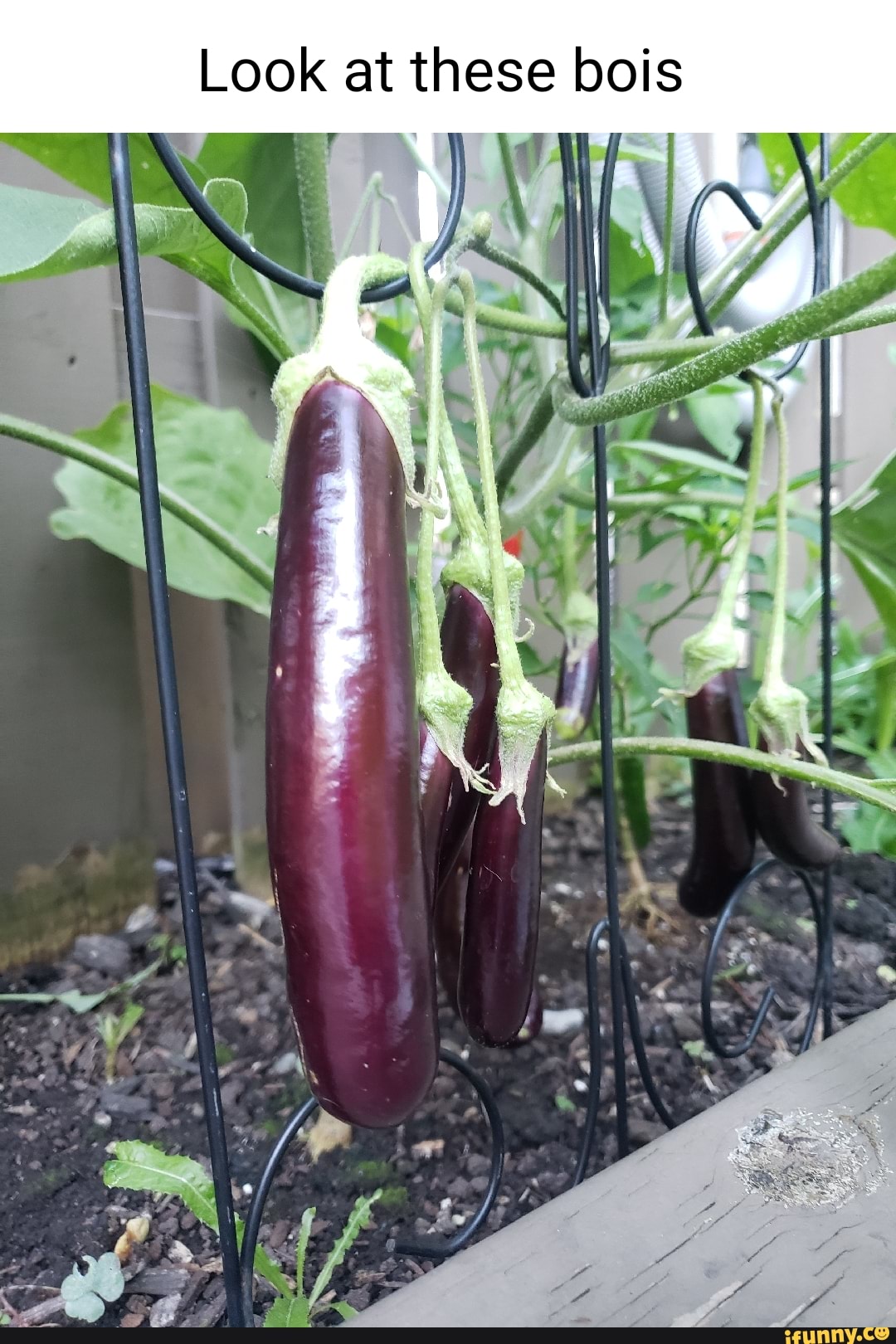 Eggplant memes. Best Collection of funny Eggplant pictures on iFunny