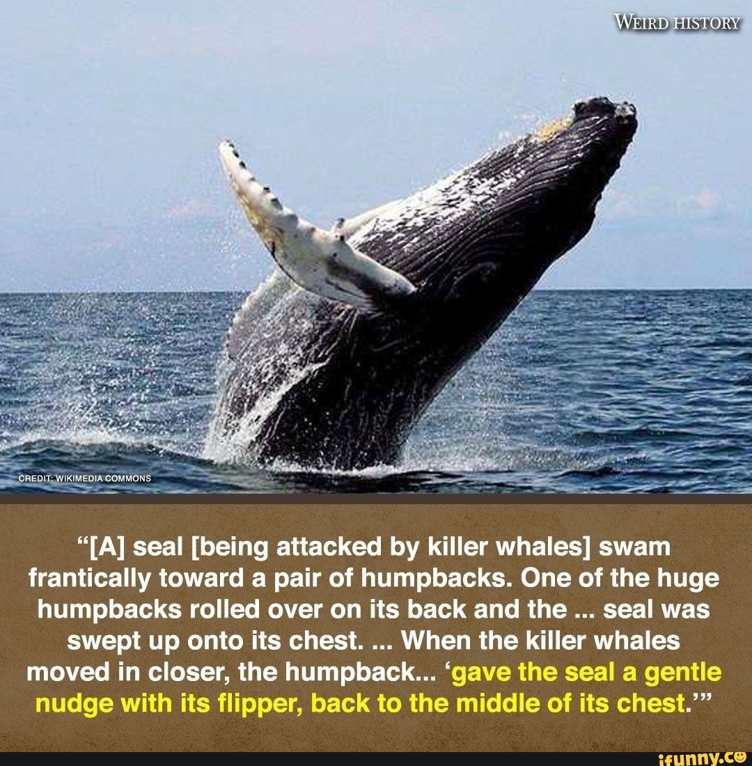 𝗦𝗮𝘆 memes. Best Collection of funny 𝗦𝗮𝘆 pictures on iFunny