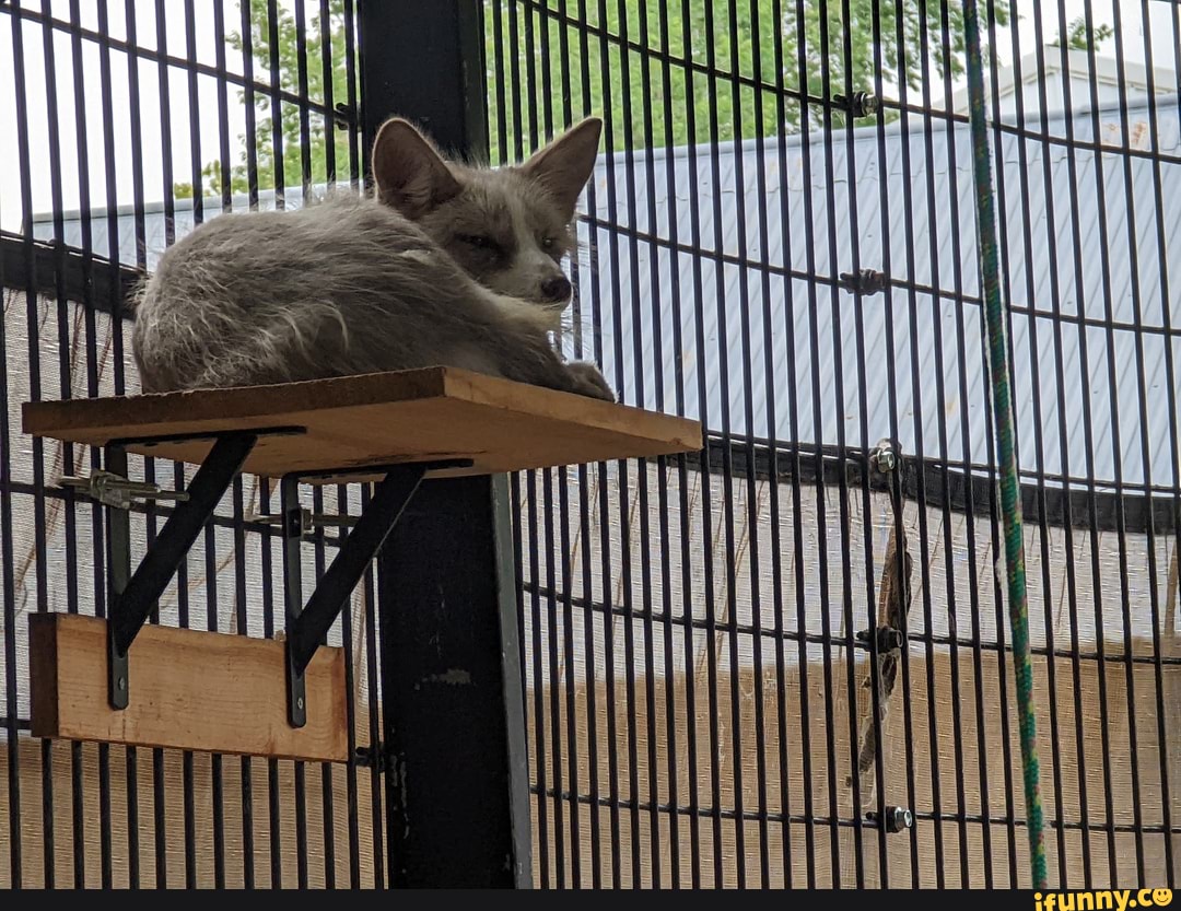 Tfm_opal memes. Best Collection of funny Tfm_opal pictures on iFunny