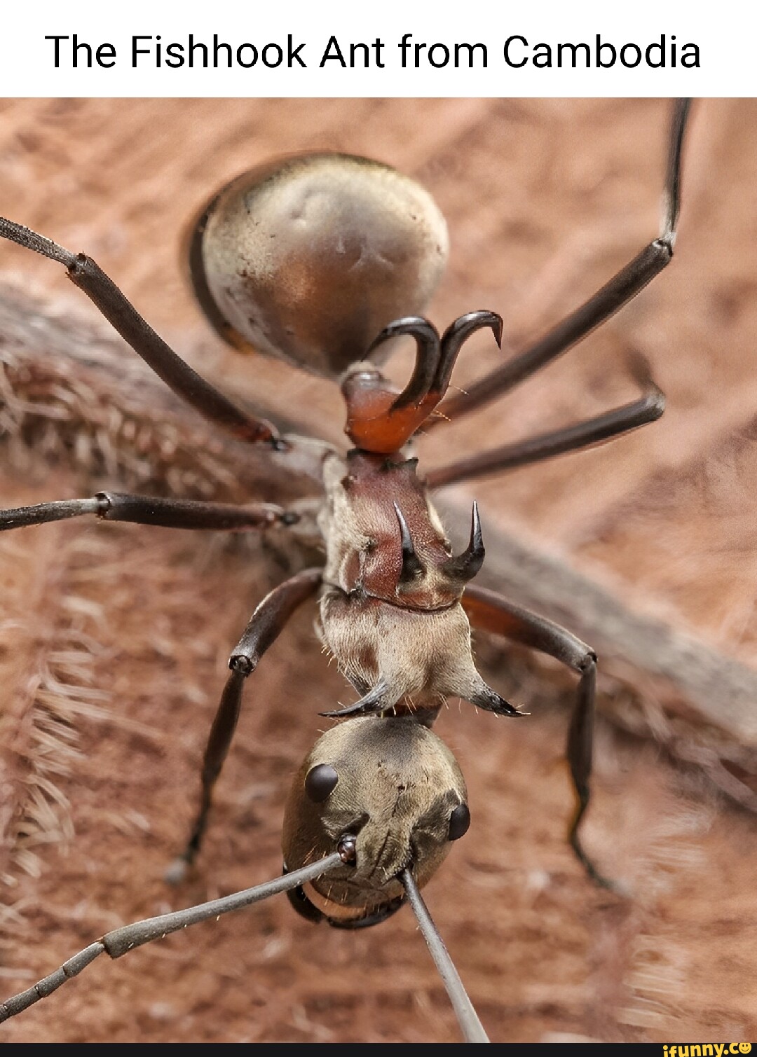 Fishhook memes. Best Collection of funny Fishhook pictures on iFunny