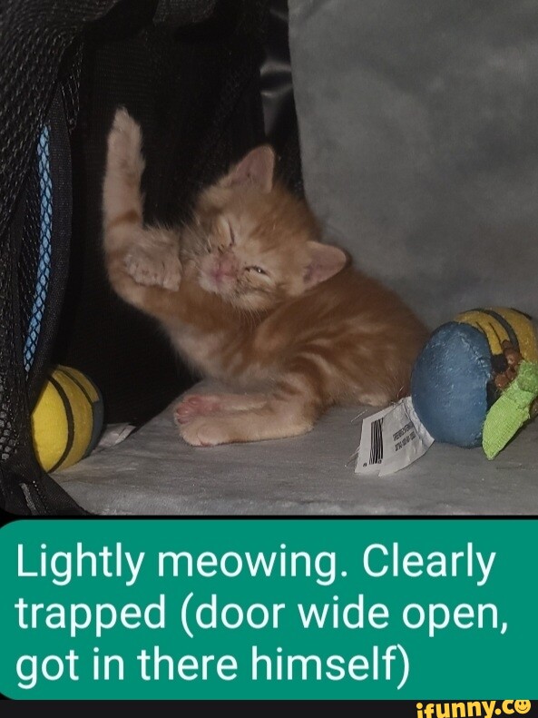 Town stalked by giant 2m tall, 95 KILO kangaroo with a torn ear who ...