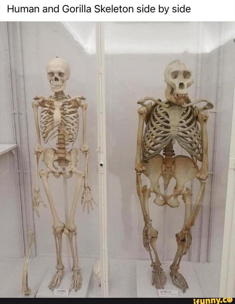 Human and Gorilla Skeleton side by side Oe - iFunny