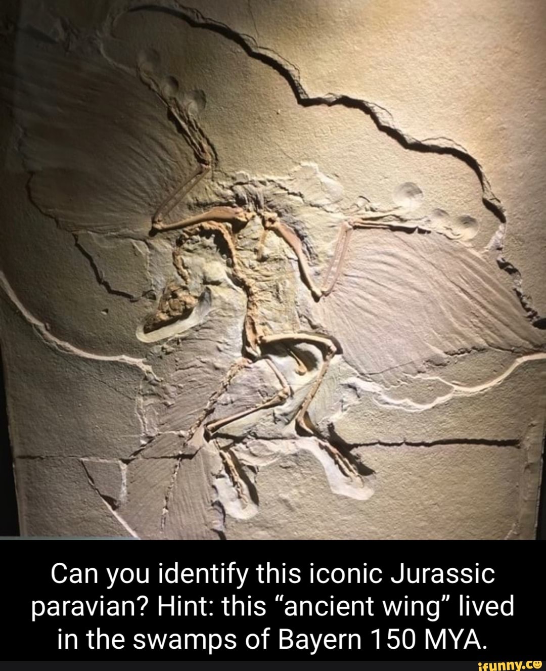 Can you identify this iconic Jurassic paravian? Hint: this "ancient ...