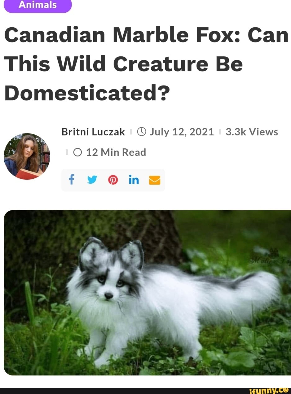 Canadian Marble Fox As A Pet