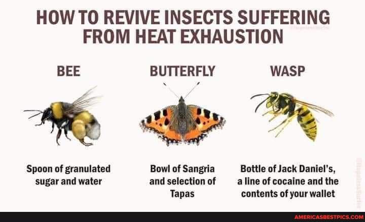 HOW TO REVIVE INSECTS SUFFERING FROM HEAT EXHAUSTION BEE BUTTERFLY WASP ...