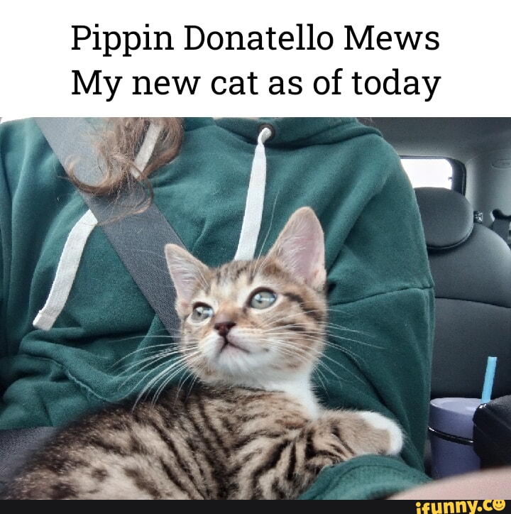 Donatello memes. Best Collection of funny Donatello pictures on iFunny