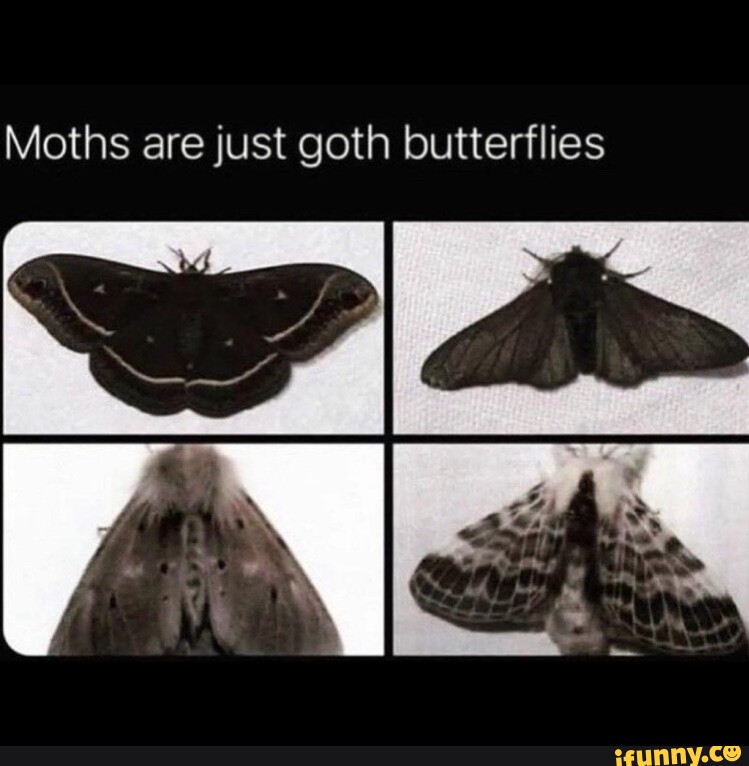 Moths are just goth butterflies - iFunny