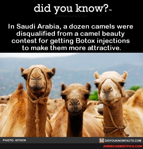Did you know?. In Saudi Arabia, a dozen camels were disqualified from a ...