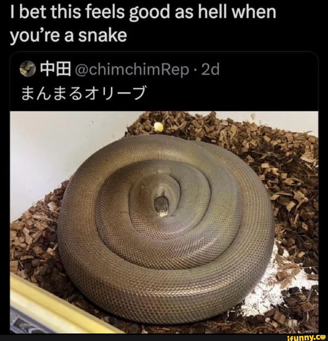 I bet this feels good as hell when you're a snake ww @chimchimRep ...