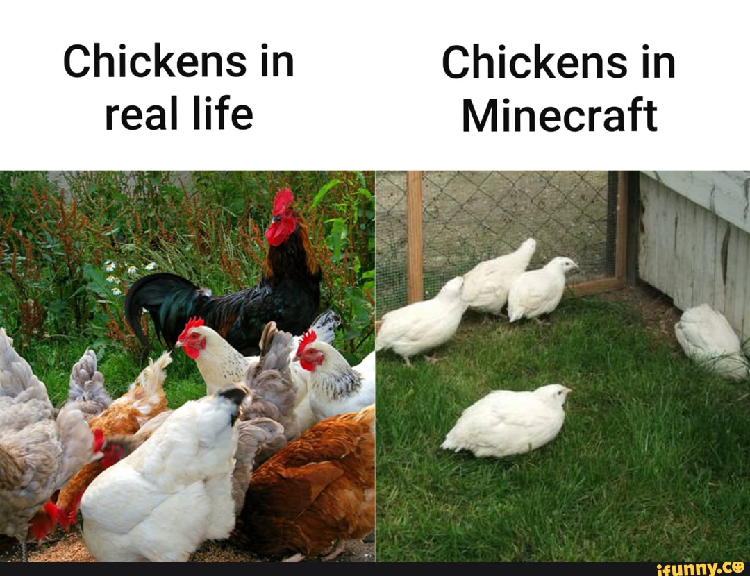 Chickens in Chickens in real life Minecraft - iFunny