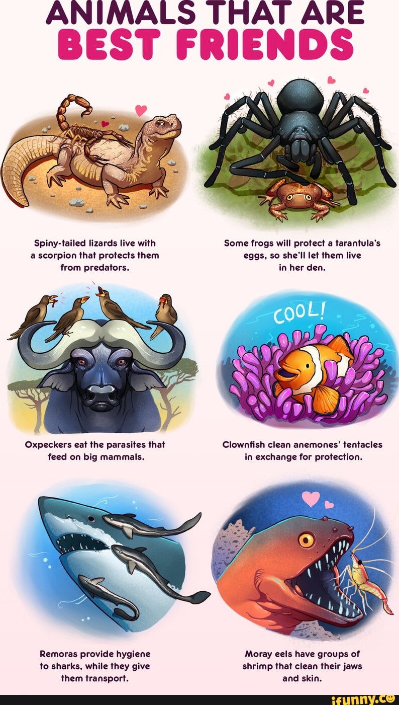 ANIMALS THAT ARE BEST FRIENDS Spiny-tailed lizards live with Some frogs ...