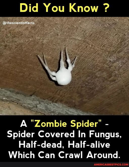 Did You Know A "Zombie Spider" - Spider Covered In Fungus, Half-dead ...