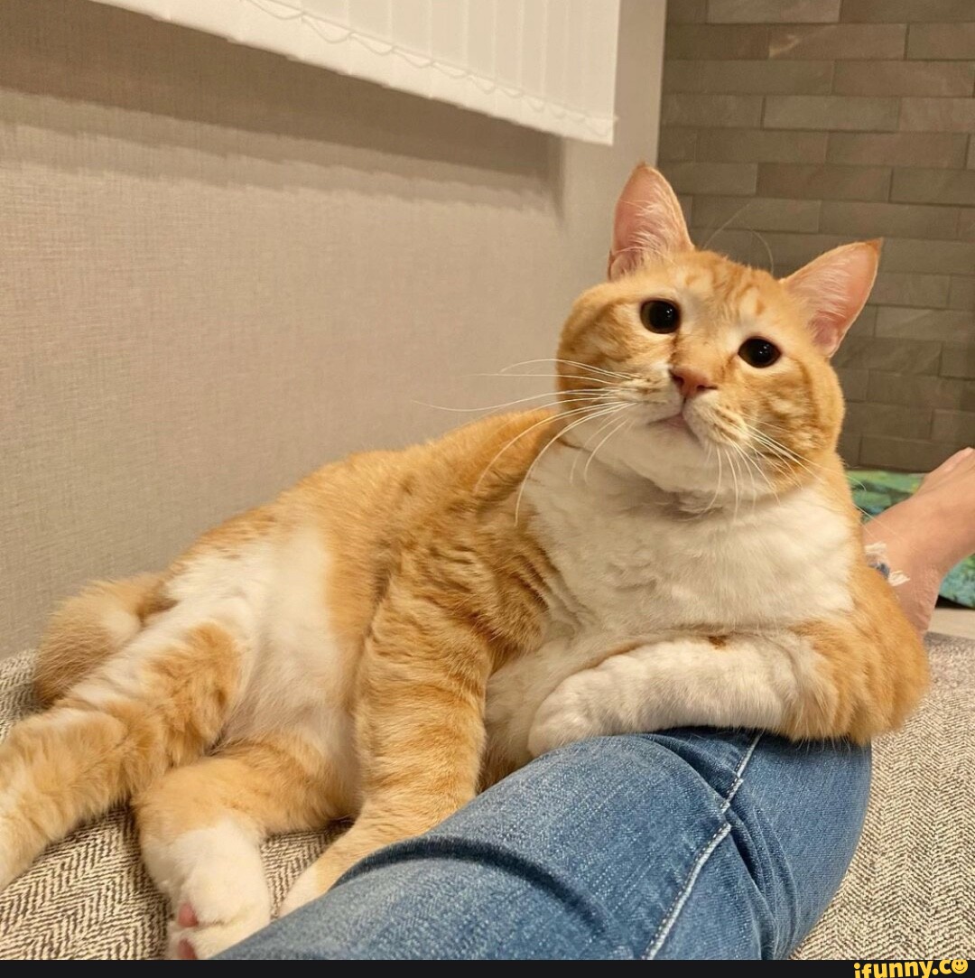 Picture memes kBwk7ugWA by BrownJohnsonIsBanned: 2 comments - iFunny