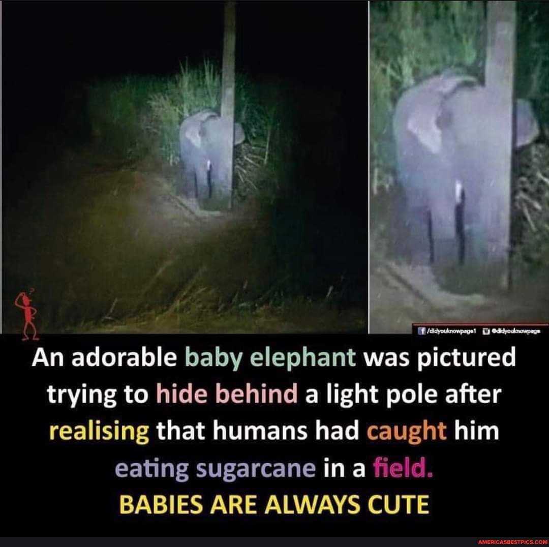 An adorable baby elephant was pictured trying to hide behind a light ...