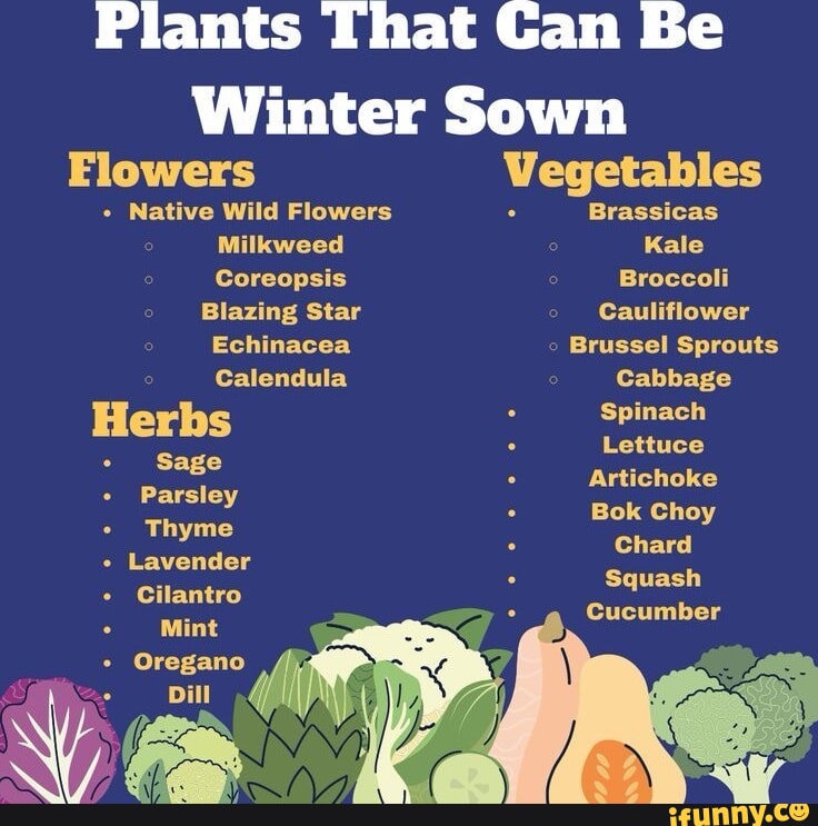 Cauliflower memes. Best Collection of funny Cauliflower pictures on iFunny