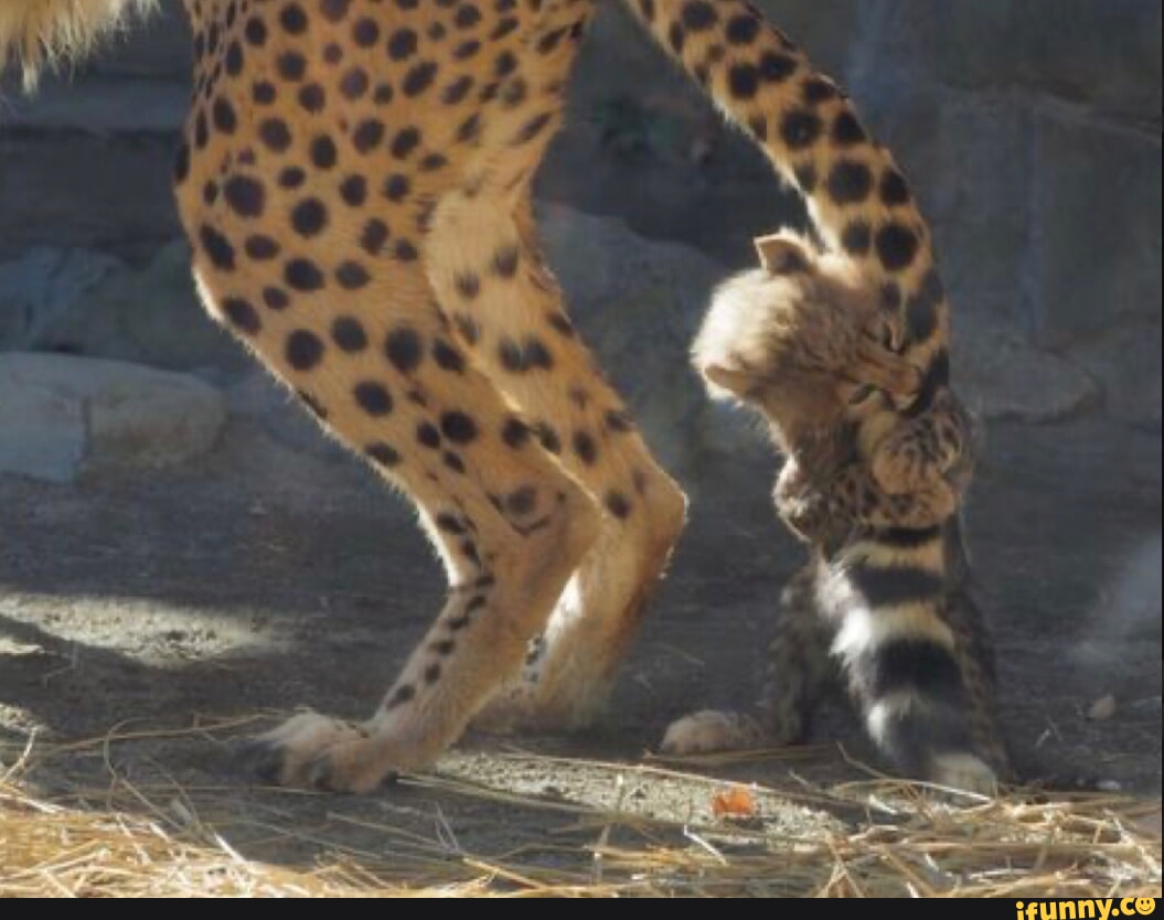 Cheetahs memes. Best Collection of funny Cheetahs pictures on iFunny