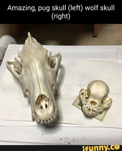 Amazing, pug skull (left) wolf skull (right) - iFunny