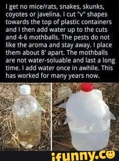 Mothballs memes. Best Collection of funny Mothballs pictures on iFunny