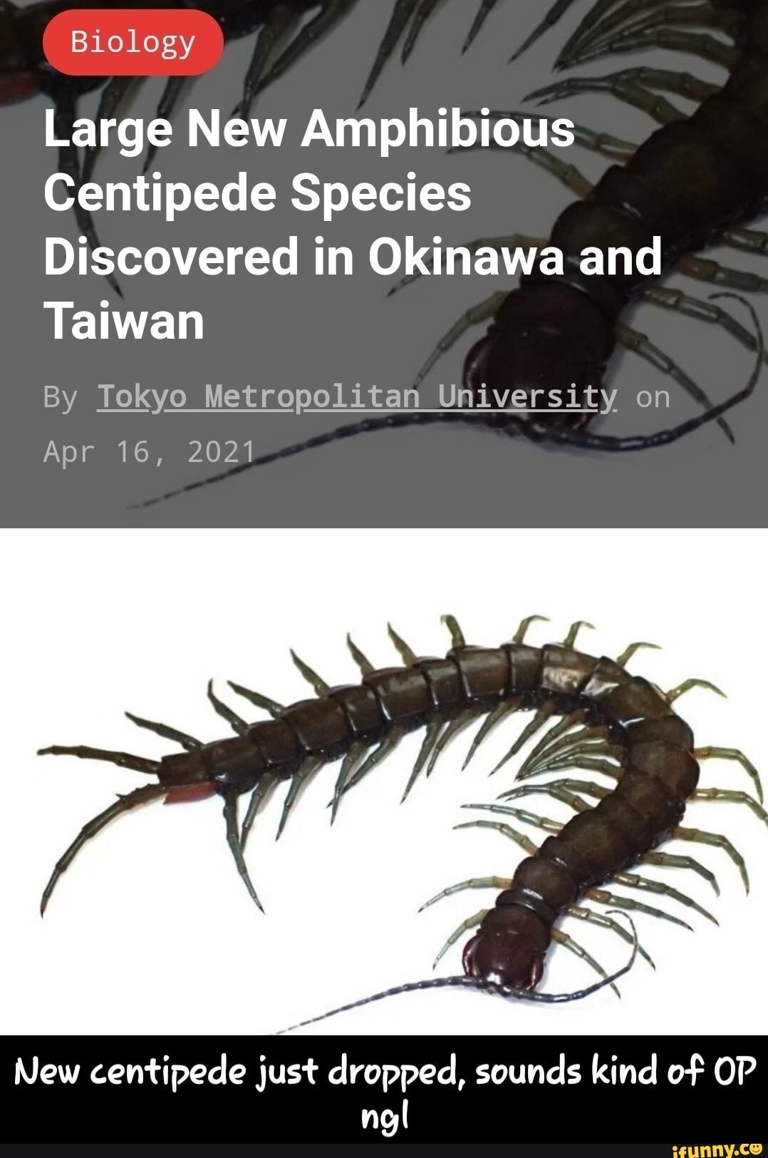 Biology Large New Amphibious Centipede Species Discovered in Okinawa ...