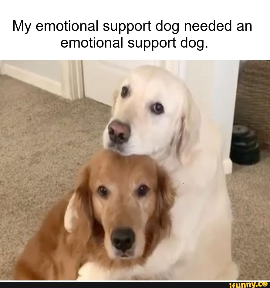 My emotional support dog needed an emotional support dog. - iFunny