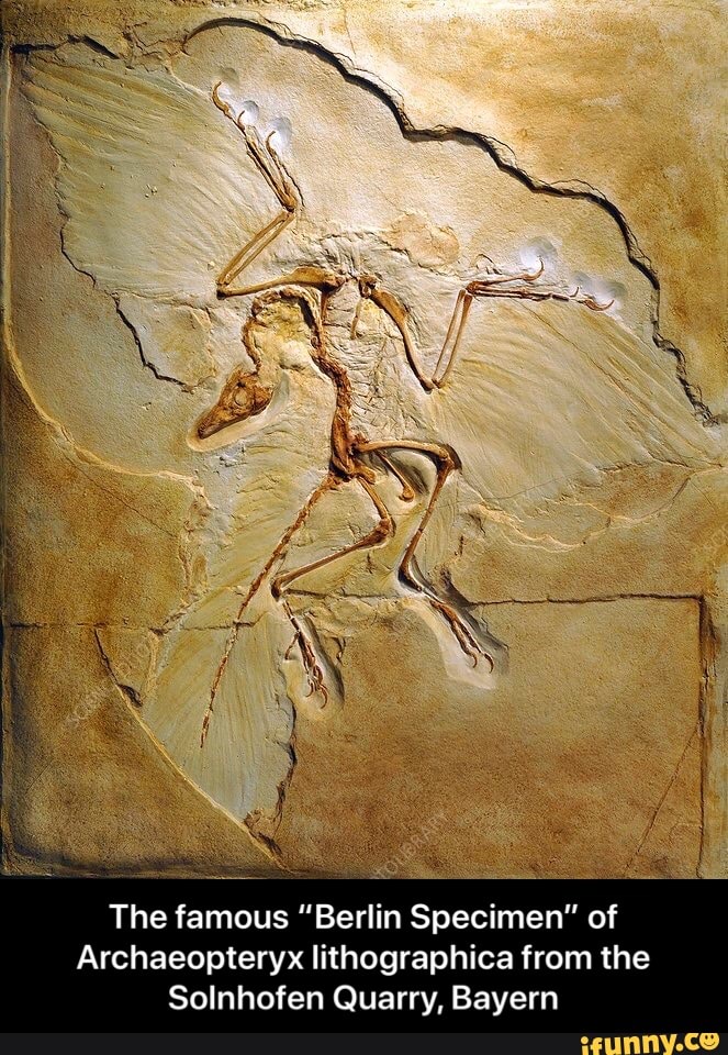 The famous "Berlin Specimen" of Archaeopteryx lithographica from the ...