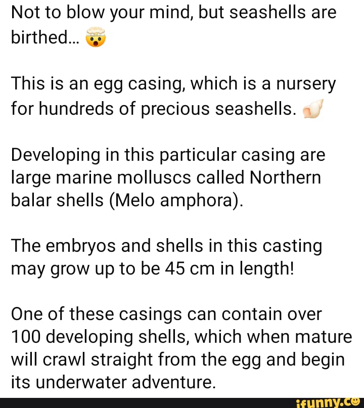 Molluscs memes. Best Collection of funny Molluscs pictures on iFunny