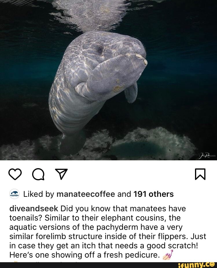 Diveandseek memes. Best Collection of funny Diveandseek pictures on iFunny