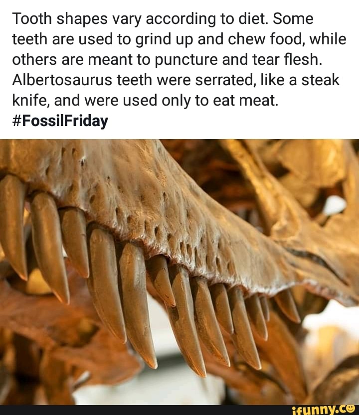 Tooth shapes vary according to diet. Some teeth are used to grind up ...