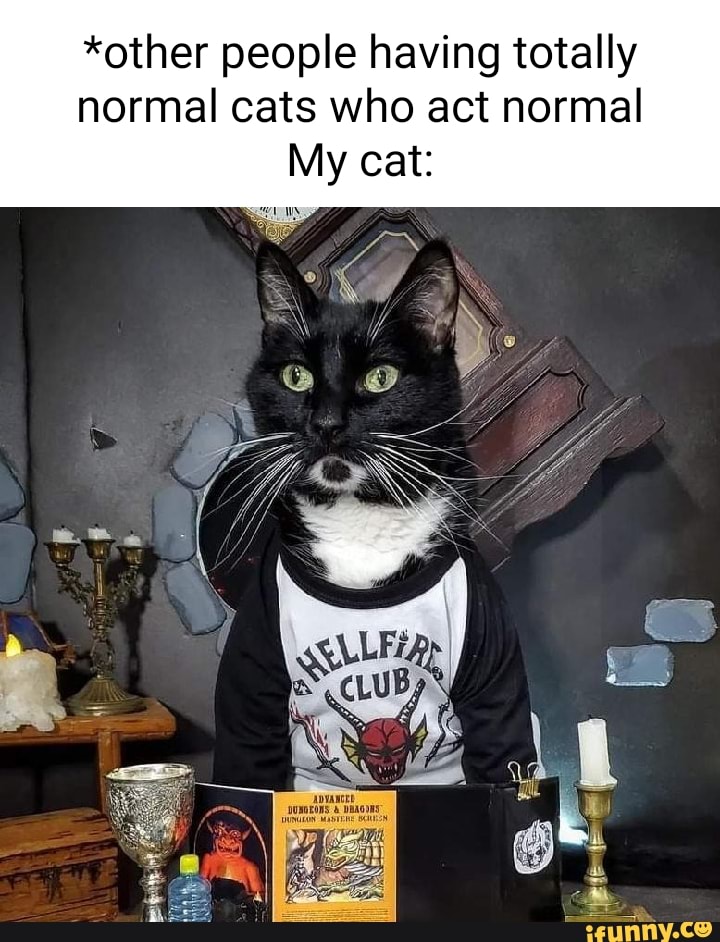 *other people having totally normal cats who act normal My cat: - iFunny