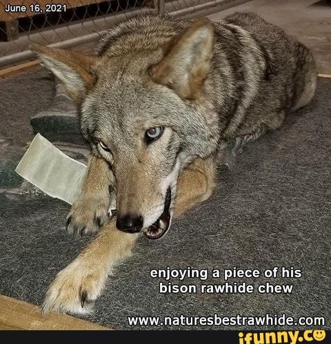 Rawhide memes. Best Collection of funny Rawhide pictures on iFunny
