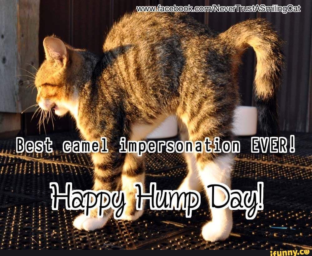 Wednesday Hump Day Cats