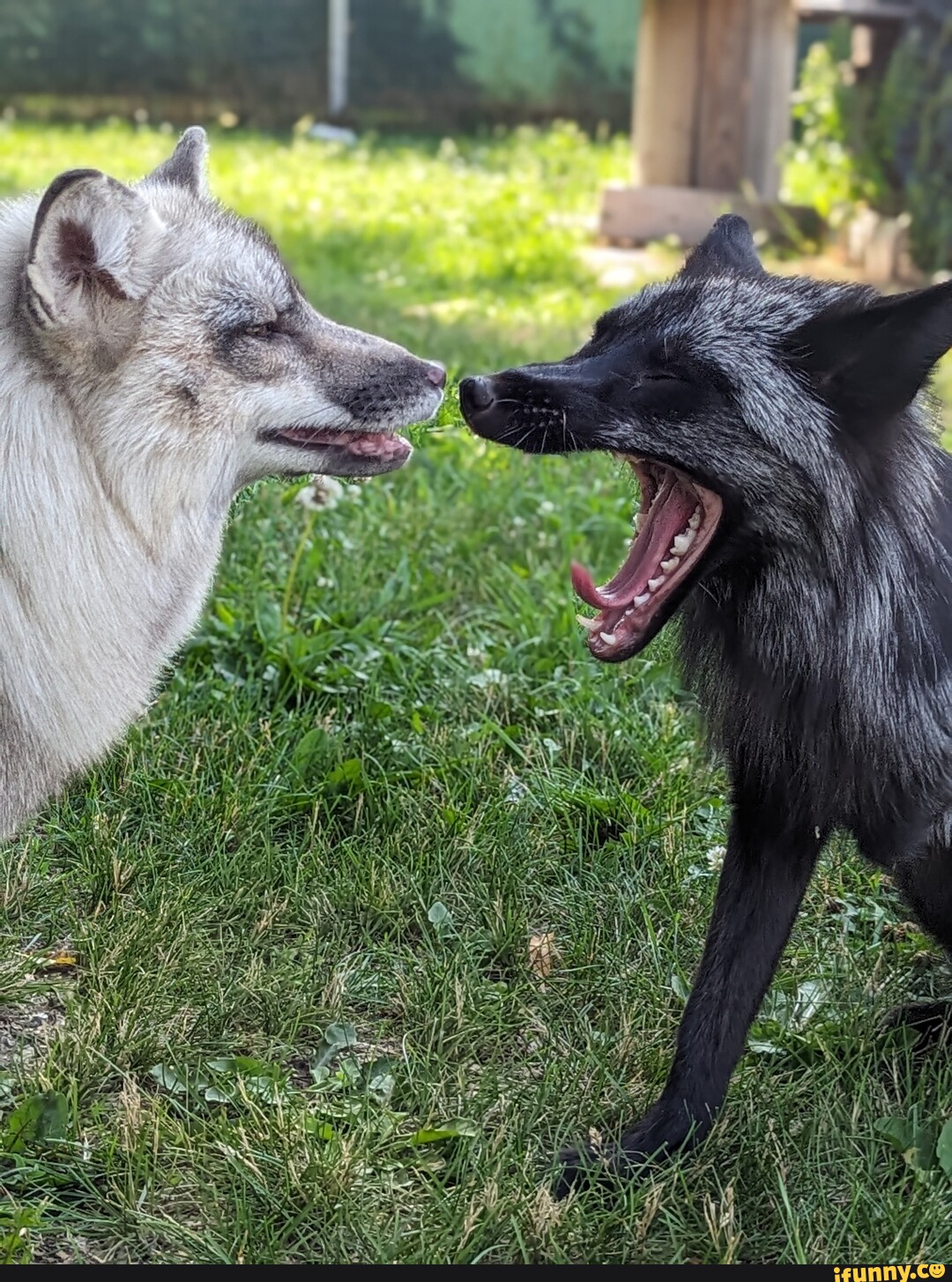 Tfm_cerberus memes. Best Collection of funny Tfm_cerberus pictures on ...