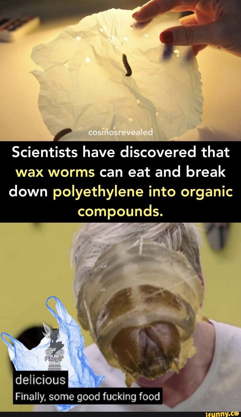 Cosmosreve ed Scientists have discovered that wax worms can eat and ...