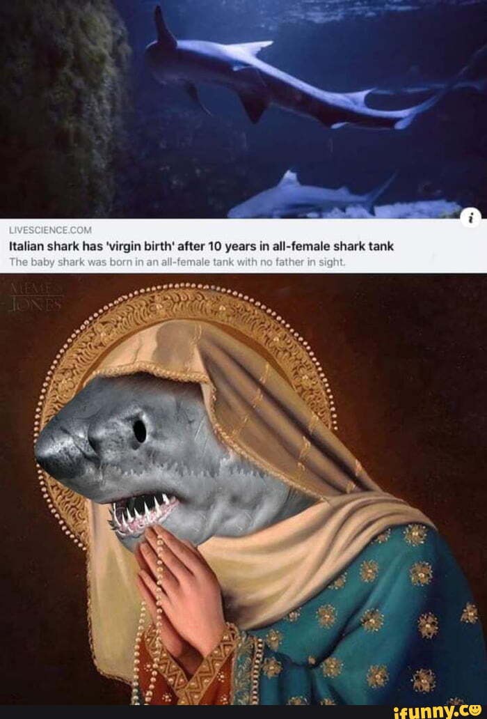 Italian shark vingin birth' alter 10 years all-female tanks baby chork ...