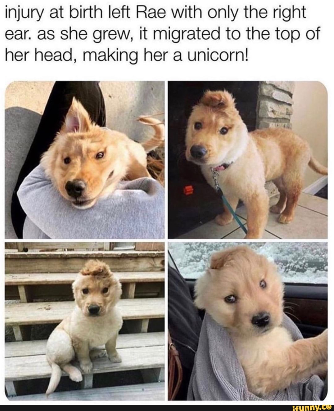 Injury at birth left Rae with only the right ear. as she grew, it ...