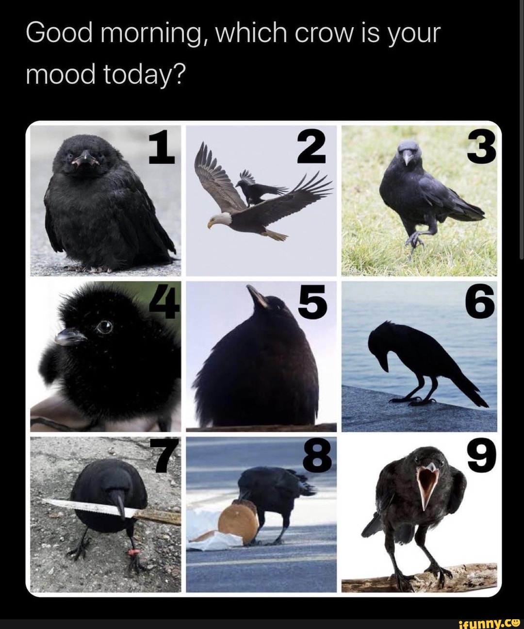 Good morning, which crow is your mood today? - iFunny