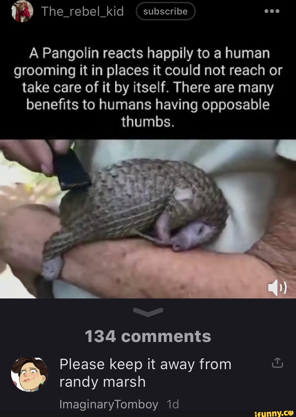 Pangolin memes. Best Collection of funny Pangolin pictures on iFunny