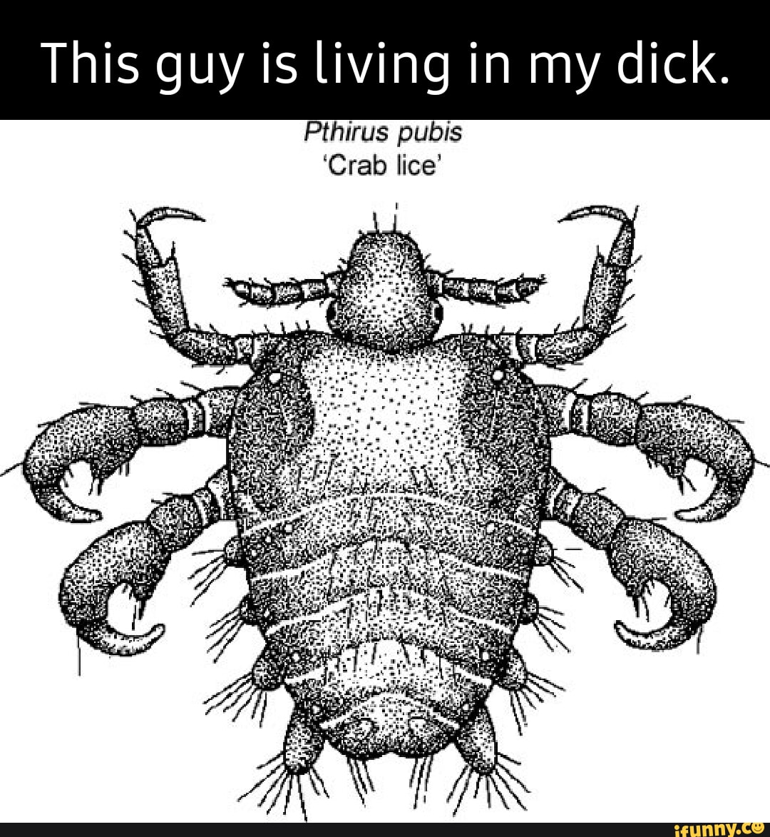 Pubis memes. Best Collection of funny Pubis pictures on iFunny