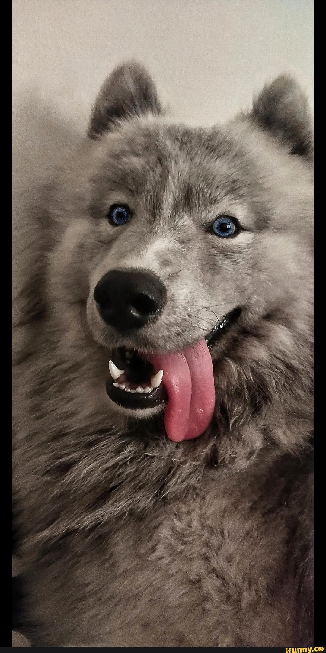 Pogi memes. Best Collection of funny Pogi pictures on iFunny